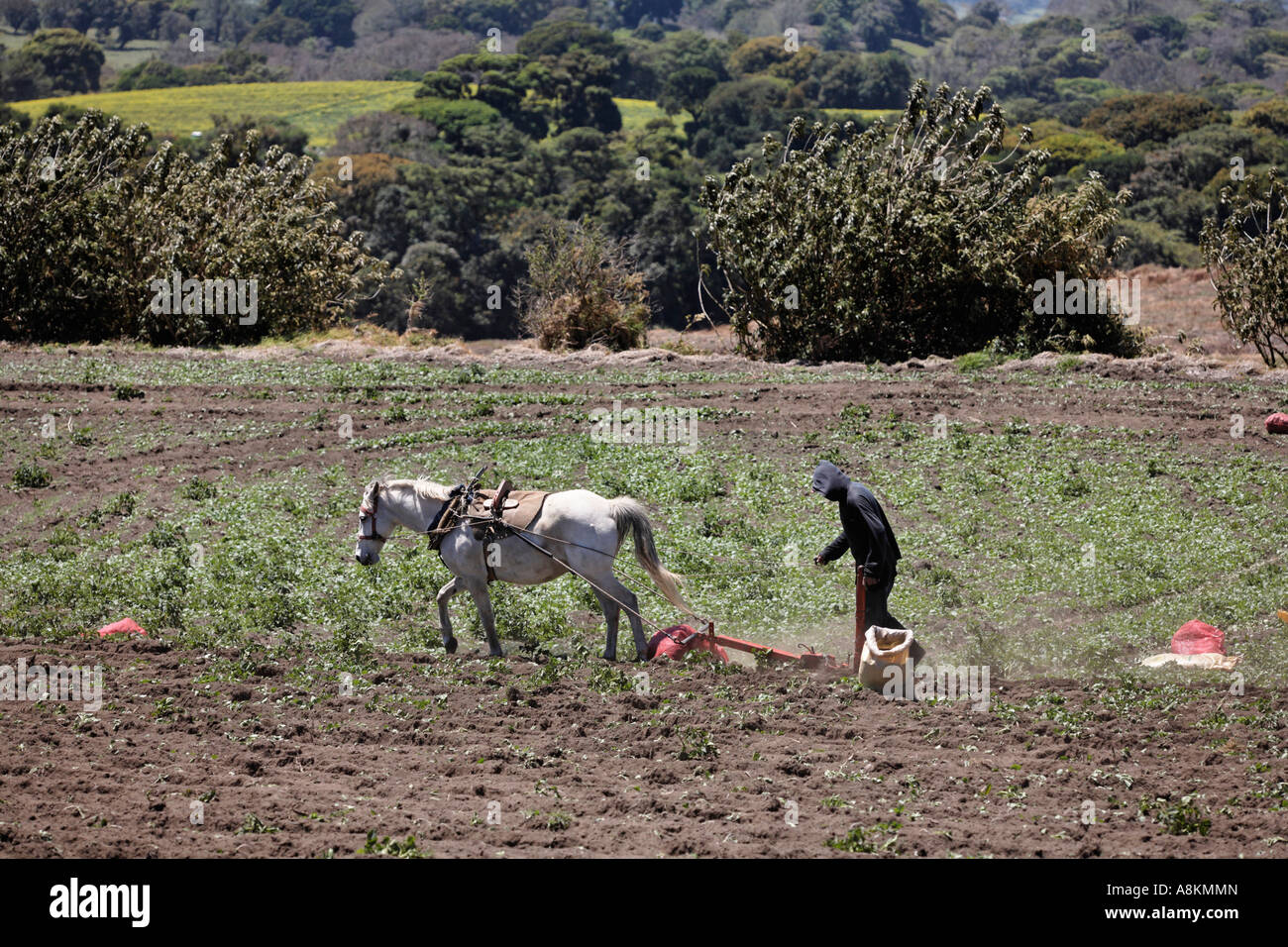 Harrowing field animal hi-res stock photography and images - Alamy