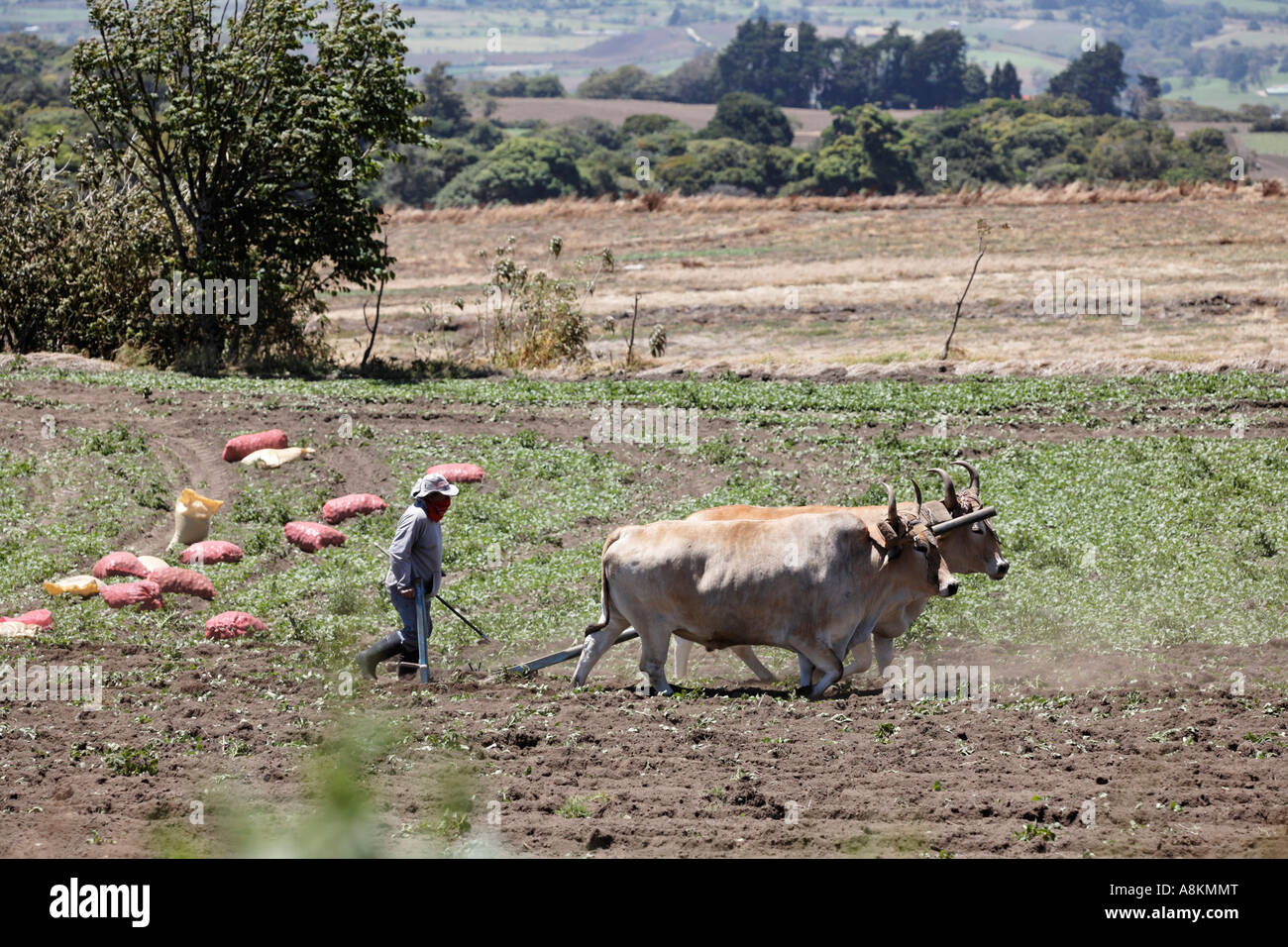 Team of oxen hi-res stock photography and images - Alamy