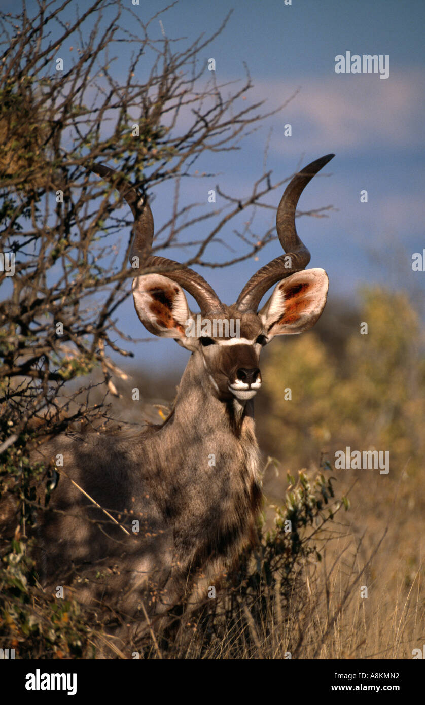 Greater Kudu in Etosha National Park, Namibia Stock Photo - Alamy
