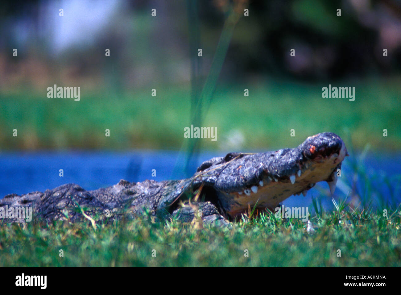 Crocodile lying in wait with his mouth open in the Okavango Delta in ...