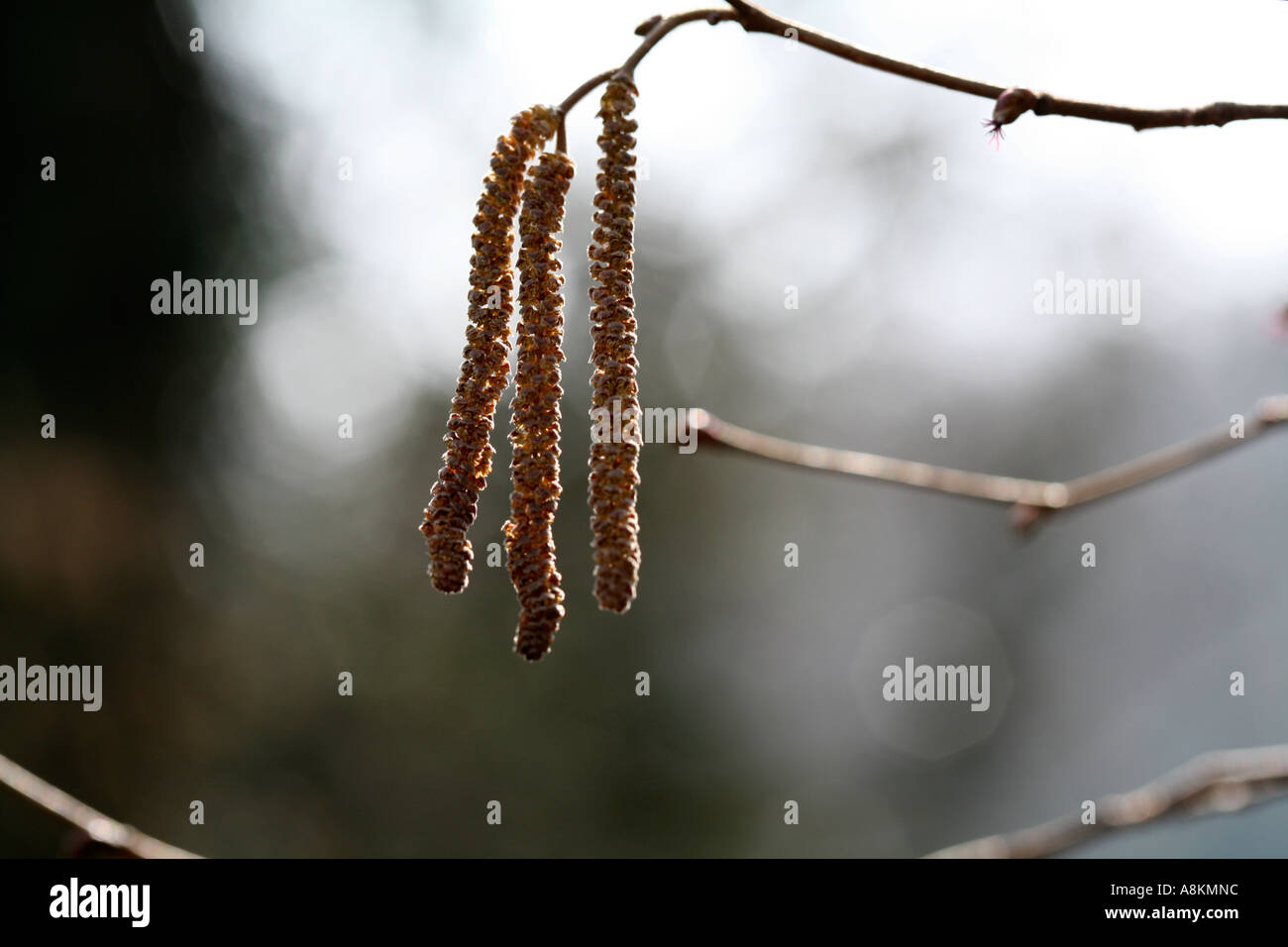 Female flowers common hazel macro hi-res stock photography and images ...