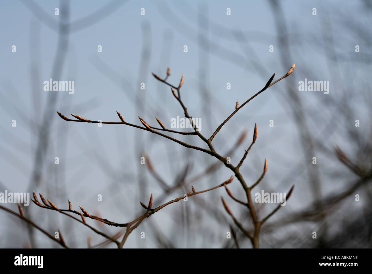 Twigs without leaves of European beech (Fagus sylvatica) on tree ...