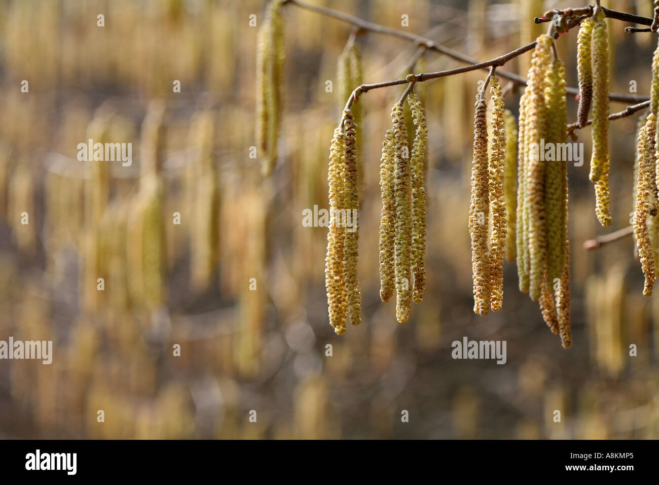 Common hazel tree (Corylus avellana) branches with young male catkins ...