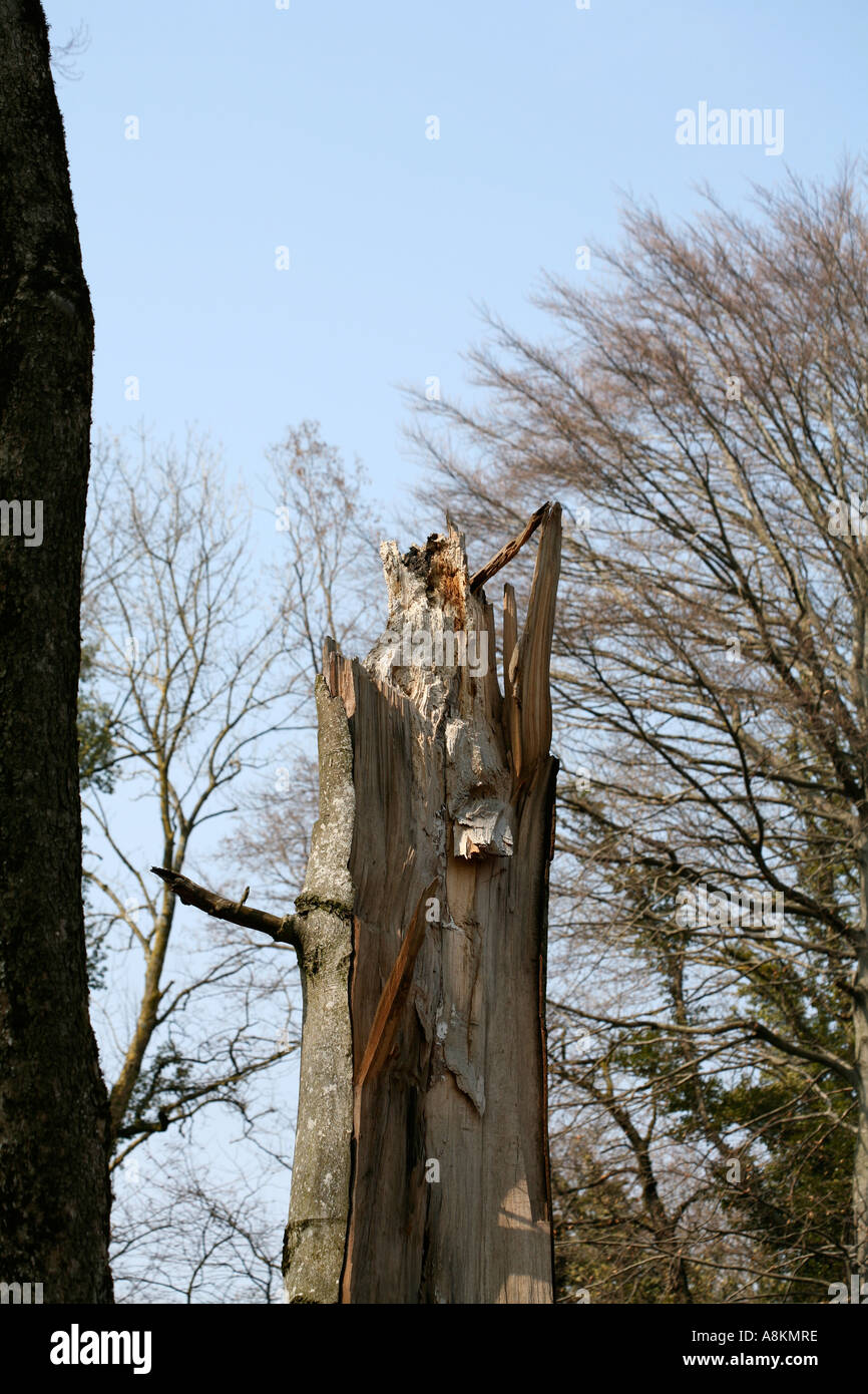 Common beech tree damage hi-res stock photography and images - Alamy