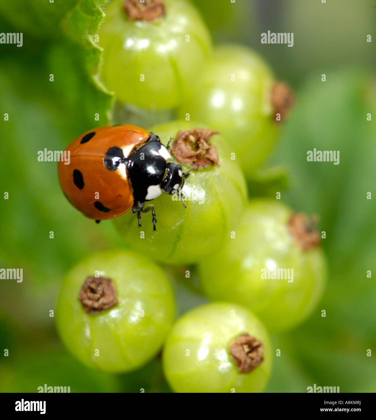 European Seven-spot ladybird (Coccinella septempunctata) on unripe ...