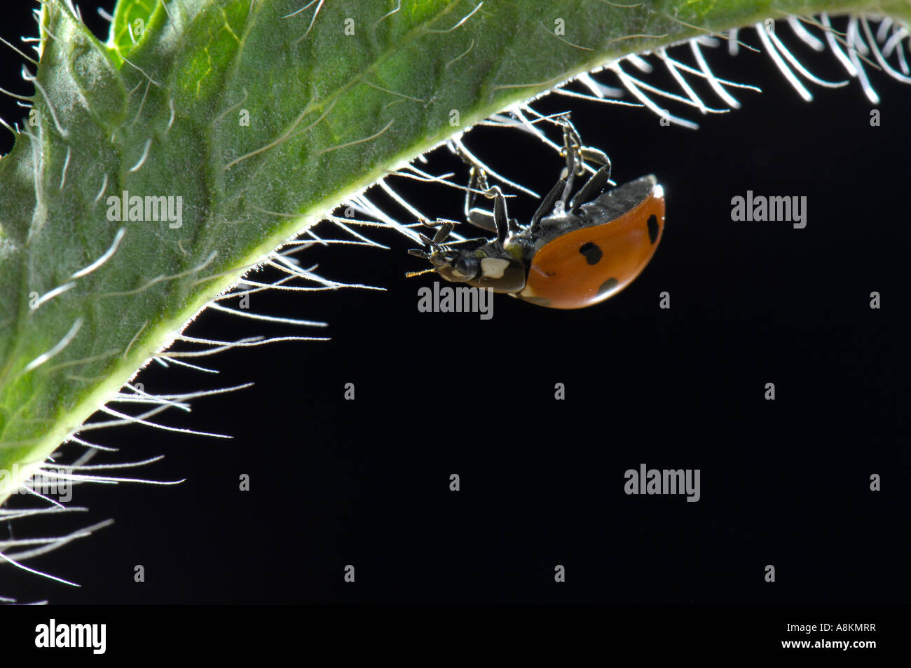 European Seven-spot ladybird (Coccinella septempunctata) on leaf of ...