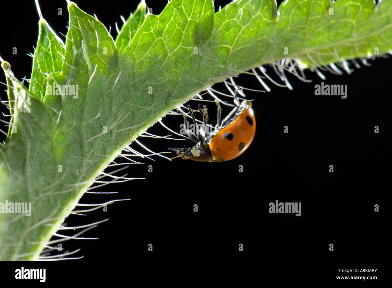 European Seven-spot ladybird (Coccinella septempunctata) on leaf of ...