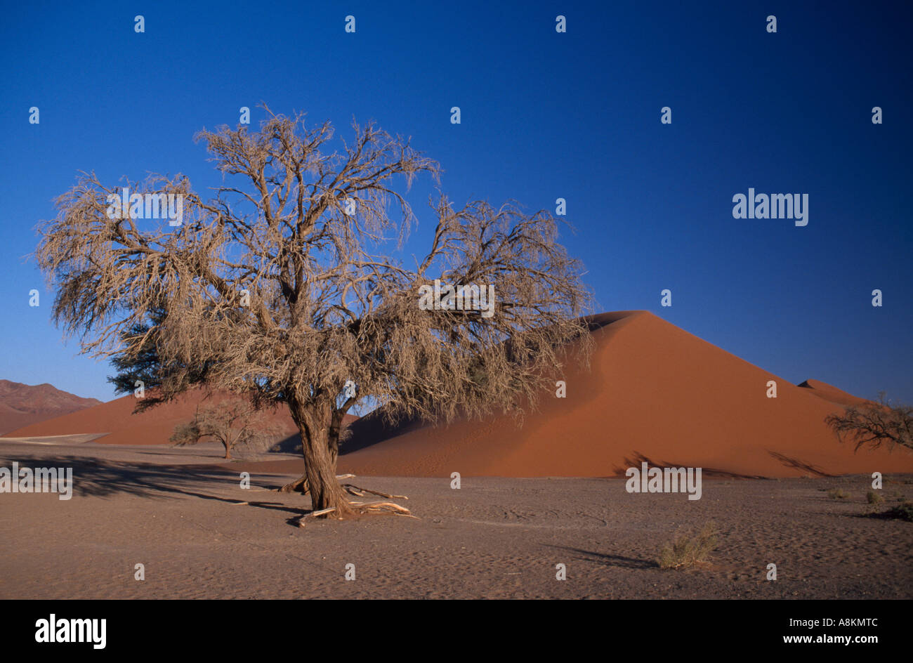Desert scenery at Sossusvlei, Namib Naukluft National Park, Namibia ...