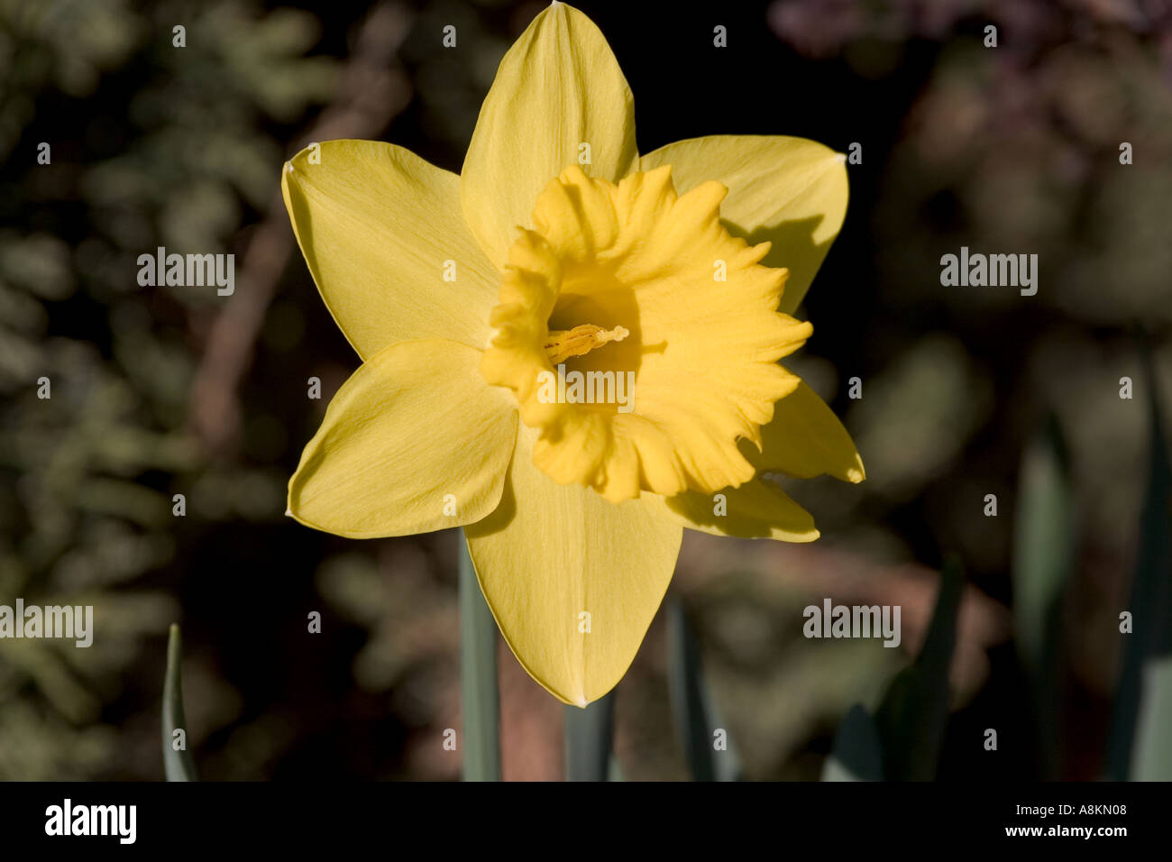 Yellow daffodil close up with soft dark background Stock Photo - Alamy