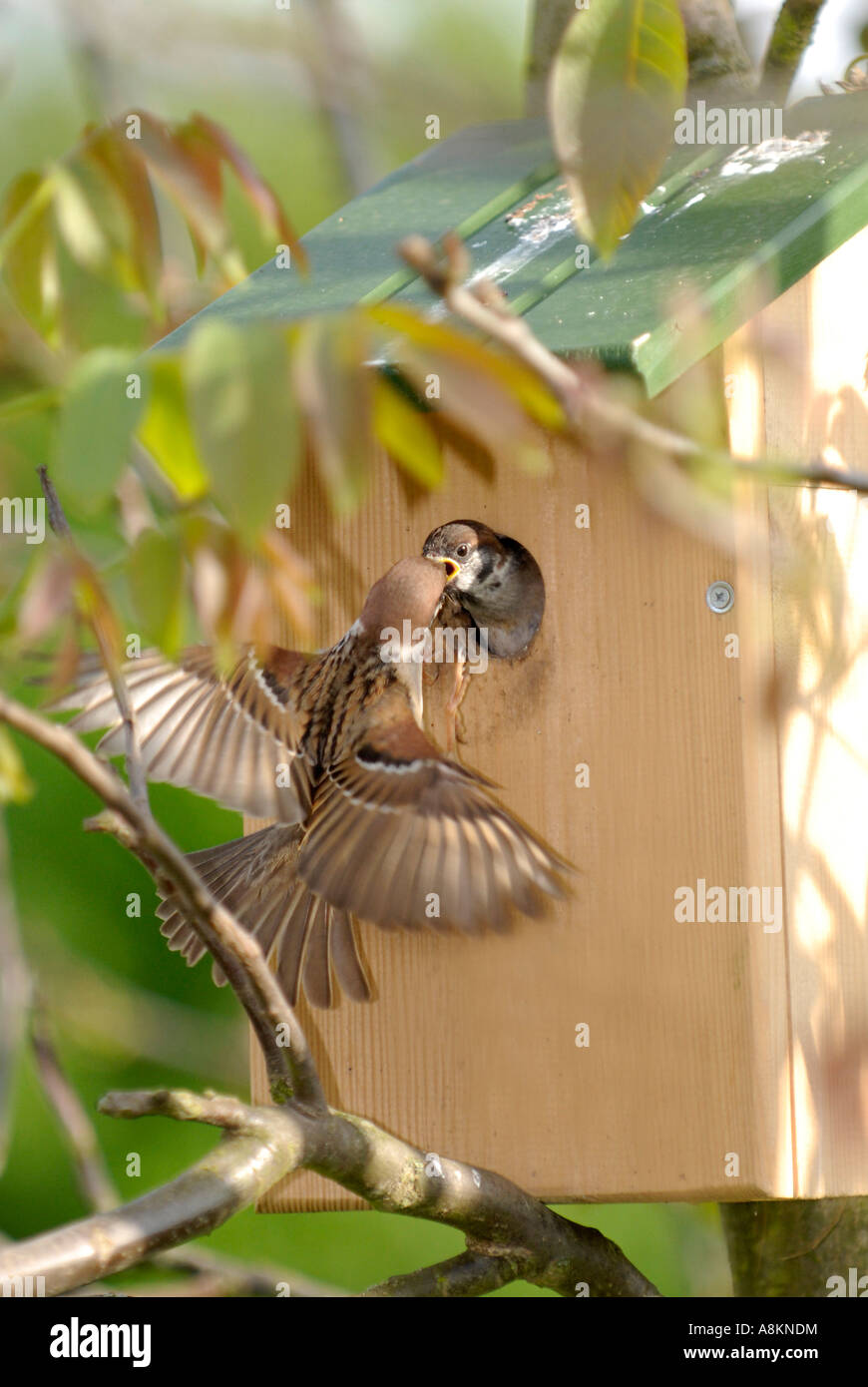Passer sparrow chicks nest hi-res stock photography and images - Alamy