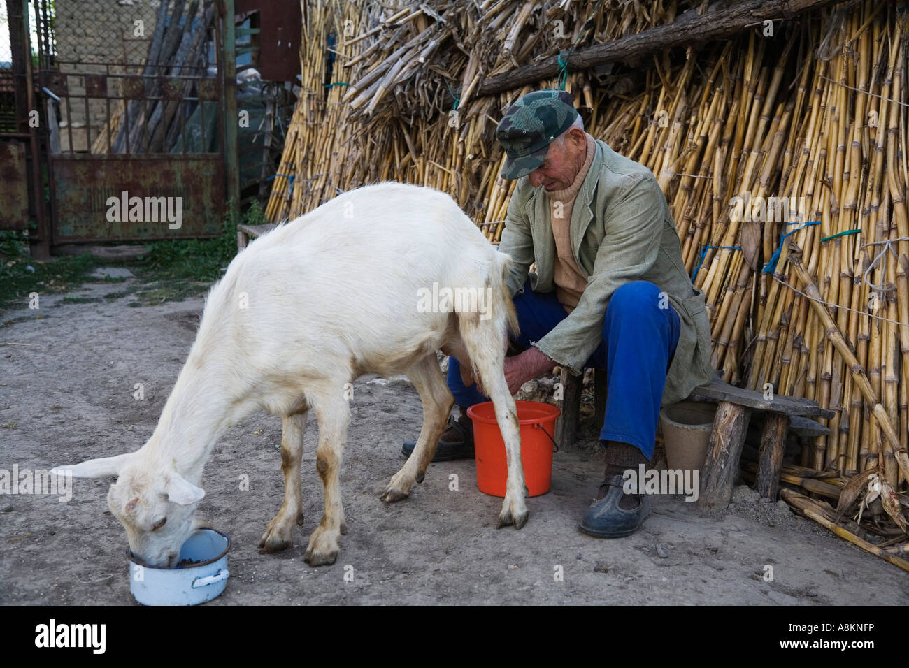 Milking goat hi-res stock photography and images - Alamy