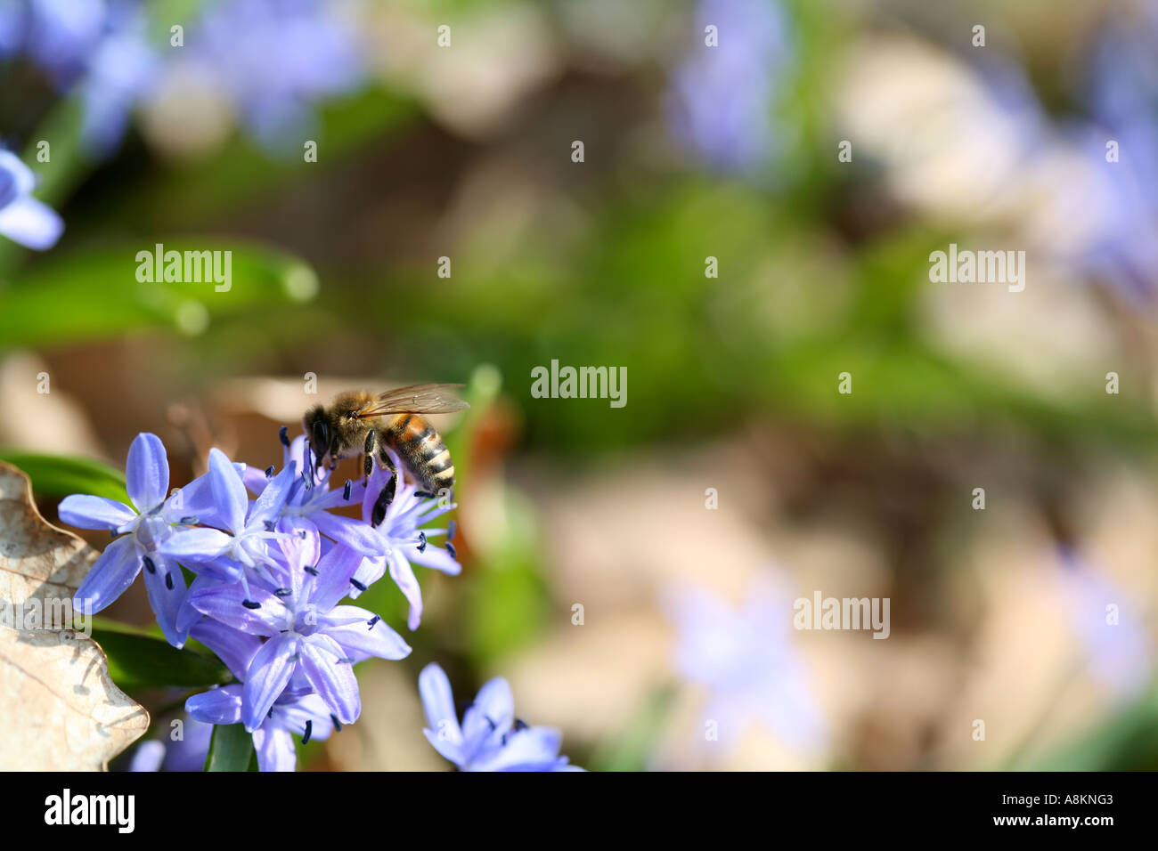 Honey bee visiting spring blue wild flowers appearing in forests, woods ...