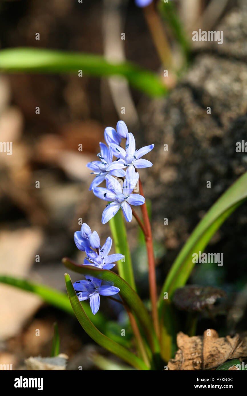 Early spring Alpine Squill (Scilla bifolia) flower - pretty tiny blue ...