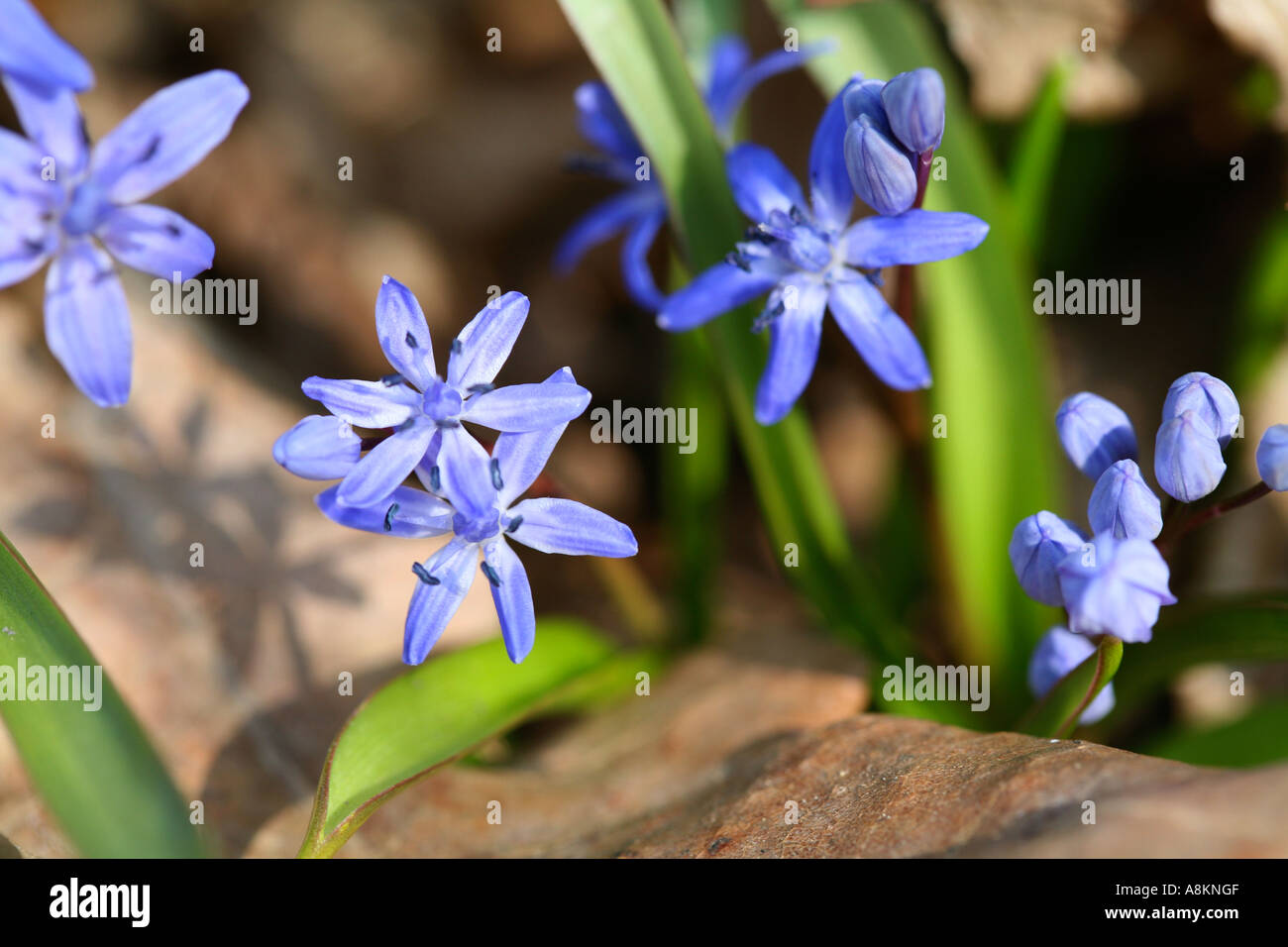 Beautiful Alpine Squill blue flower appearing through old leaves on ...