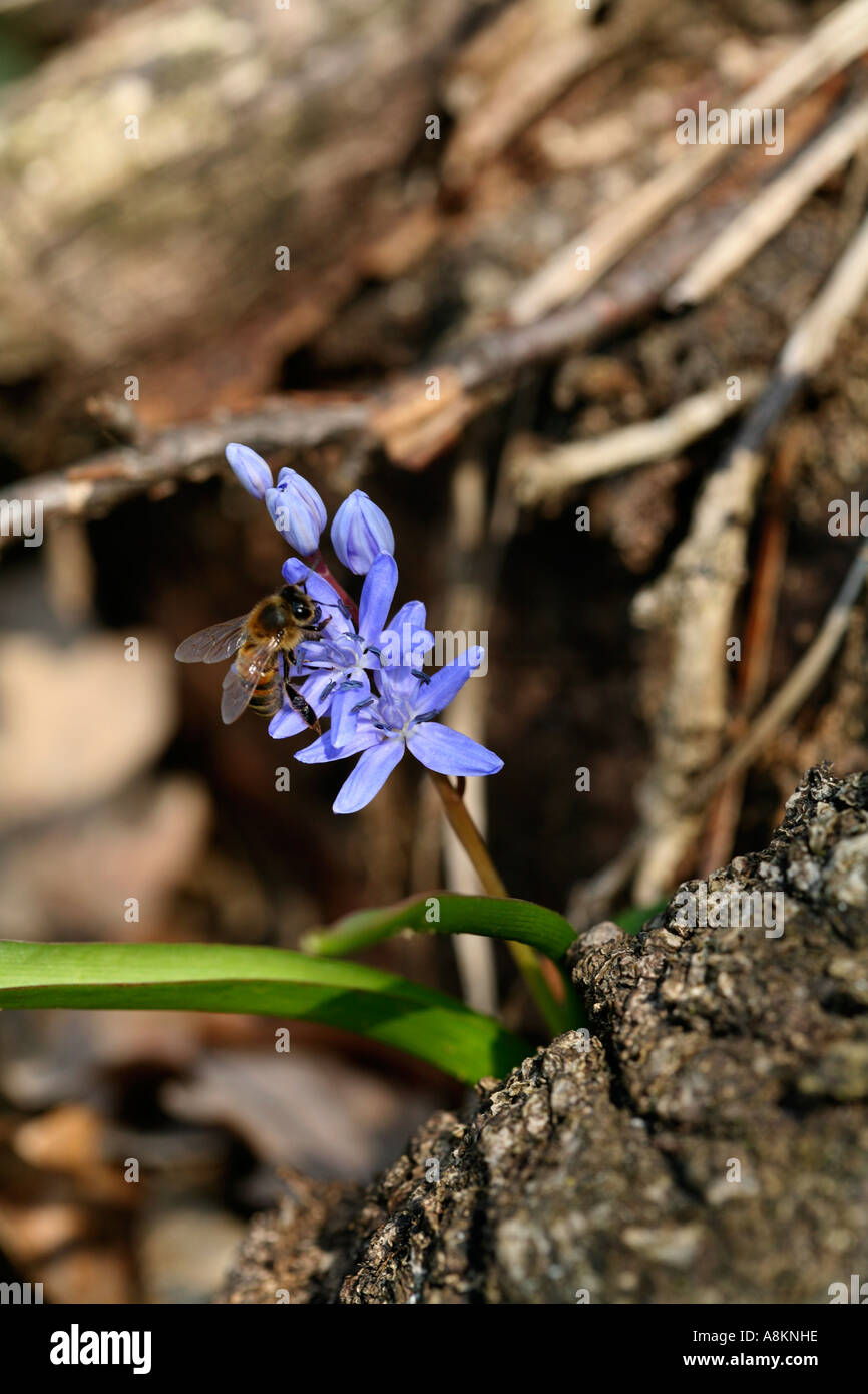 Honey bee visiting beautiful fragile wild blue Alpine Squill flower ...