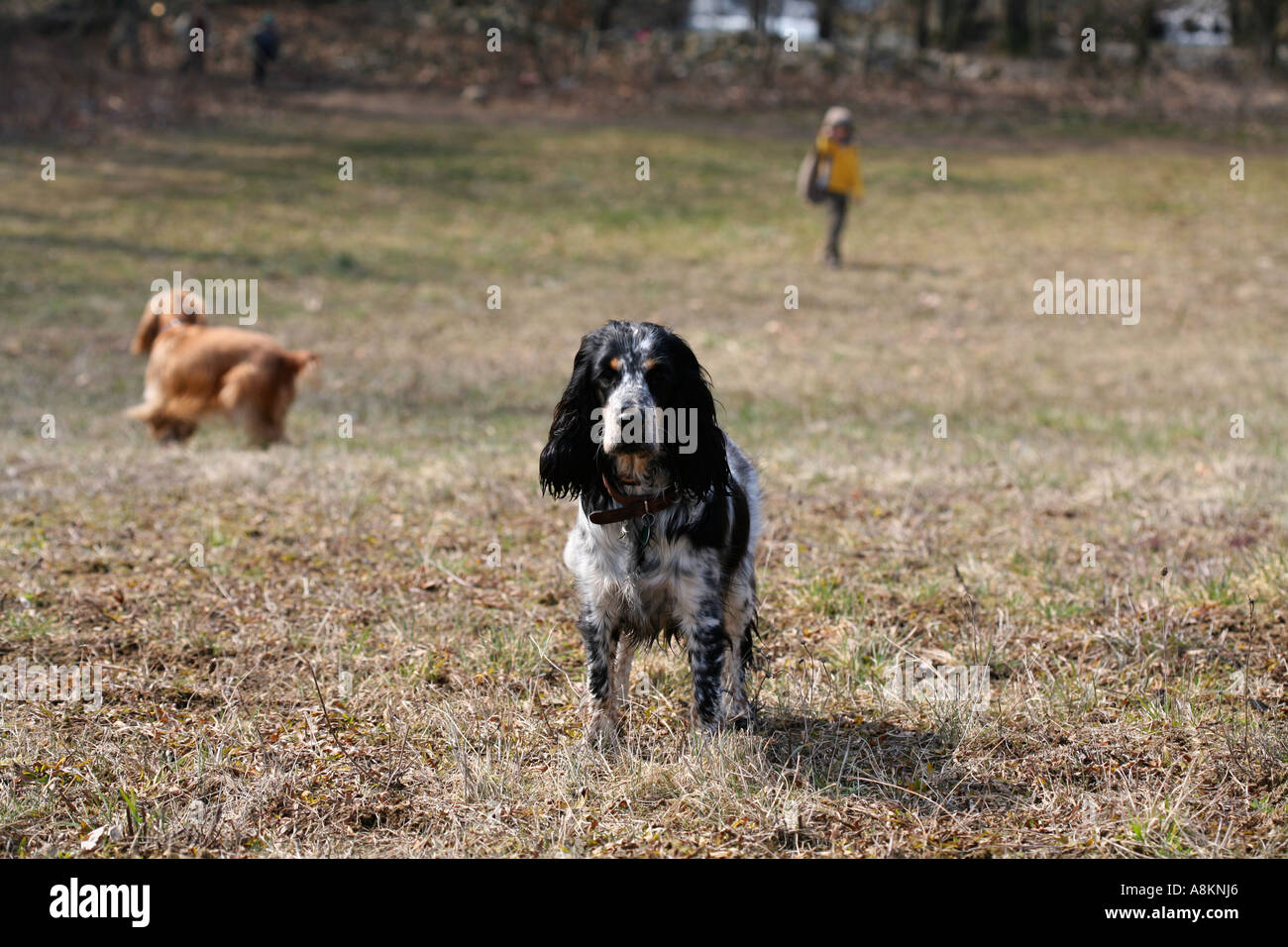 Two Cocker Spaniel dogs walking and playing outdoors with family and ...