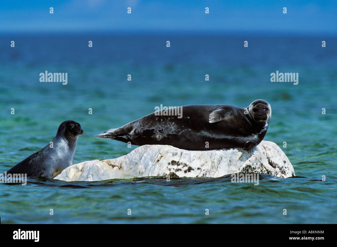 Baikal Seals, Phoca sibirica, Zabaikalsky Nationalpark, Ushkany Islands ...