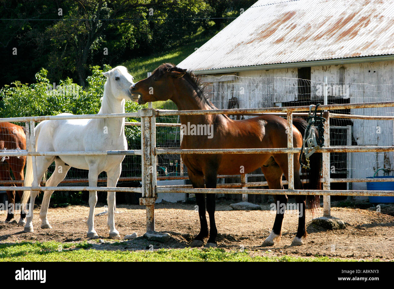 Young horses play fighting corral hi-res stock photography and images ...