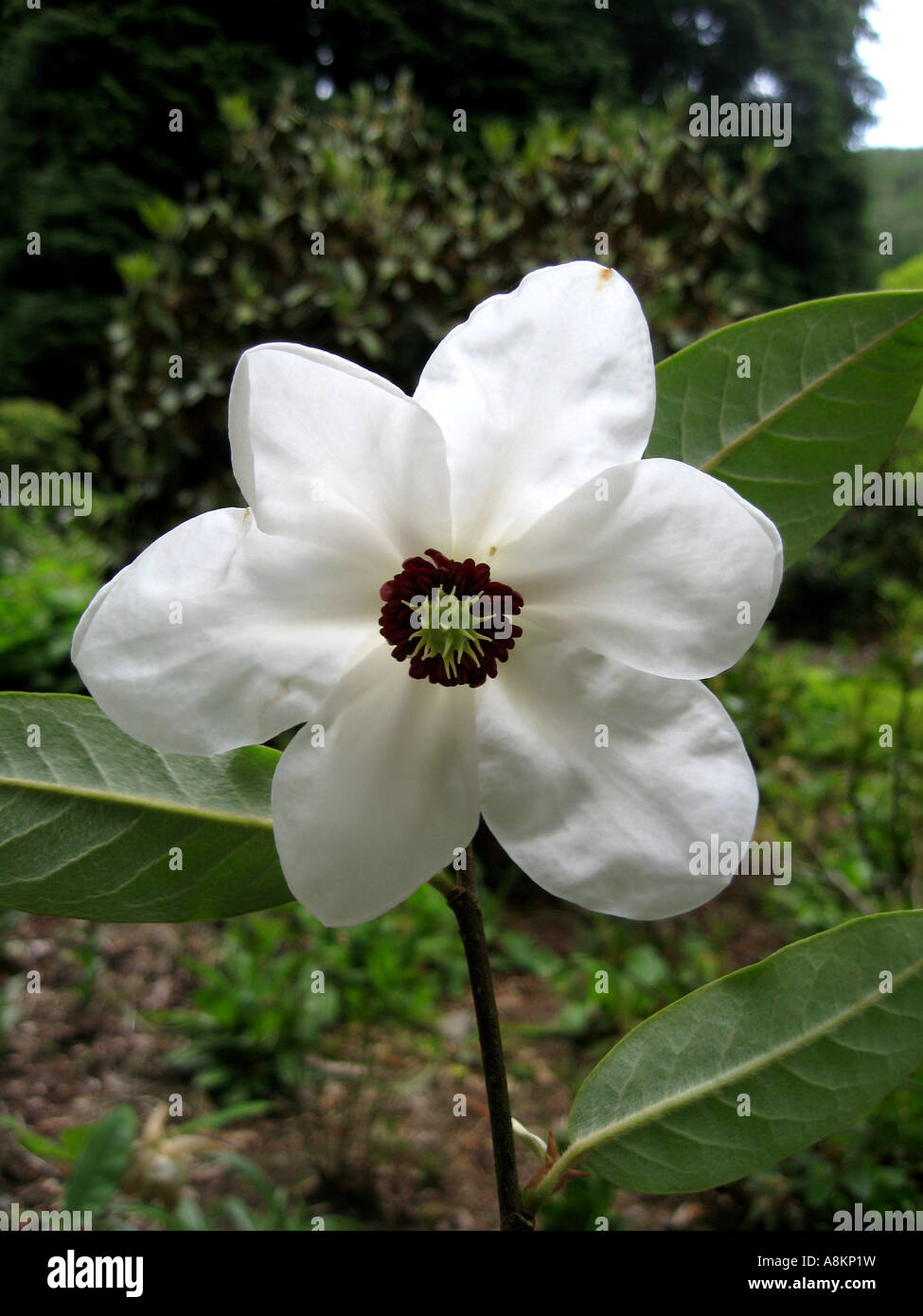 White Flower - 1 Stock Photo - Alamy