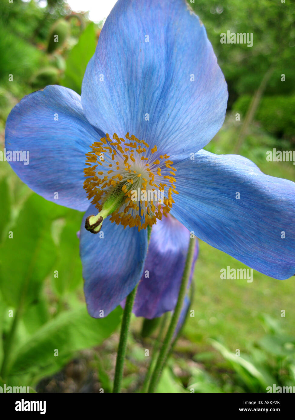 Blue Poppy - 1 Stock Photo - Alamy