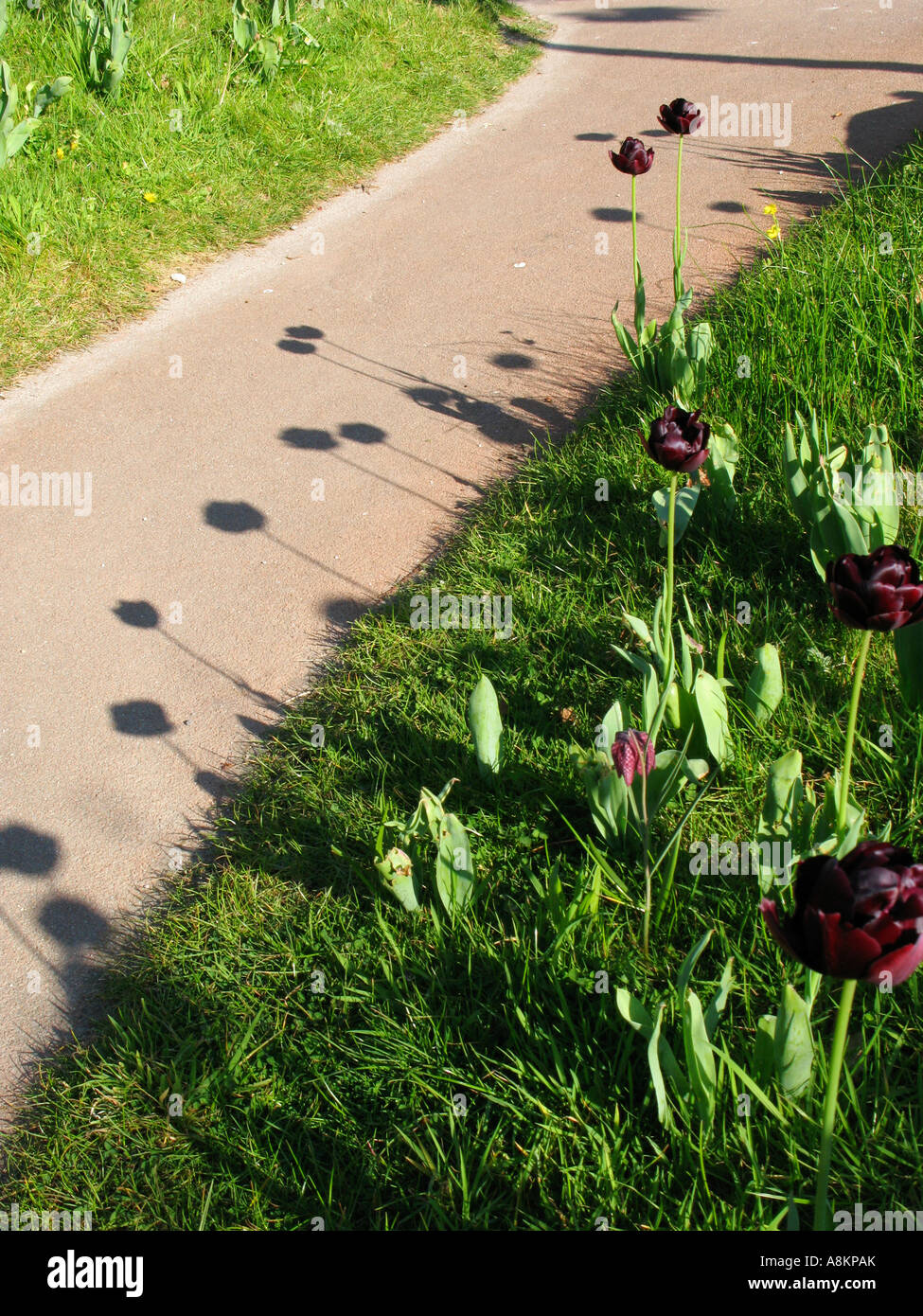Deep purple tulips growing in the grass by a path at The Eden Project ...