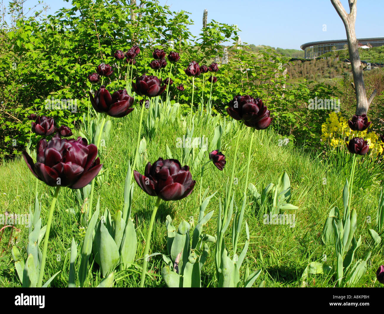 Deep purple tulips growing on a mound of grass at The Eden Project ...