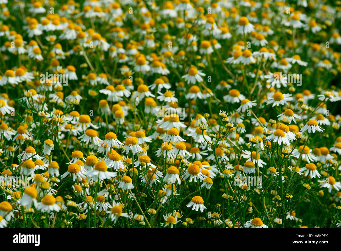 Echte kamille matricaria chamomilla hi-res stock photography and images ...
