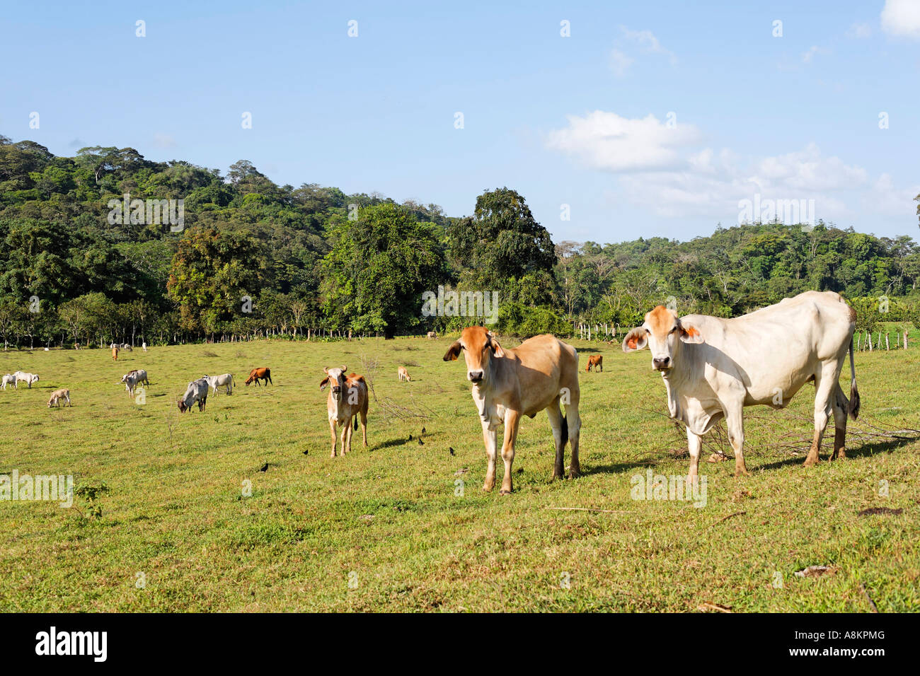Cattle on pasture, San Carlos-, Costa Rica Stock Photo - Alamy