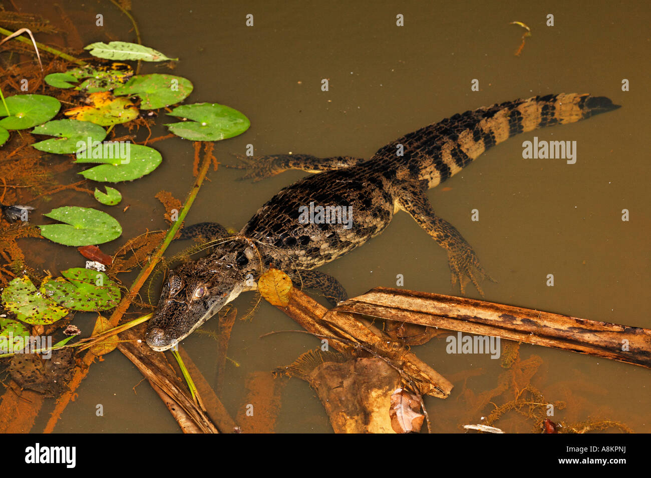 Spectacled Caiman, Caiman crocodilus, Costa Rica Stock Photo - Alamy