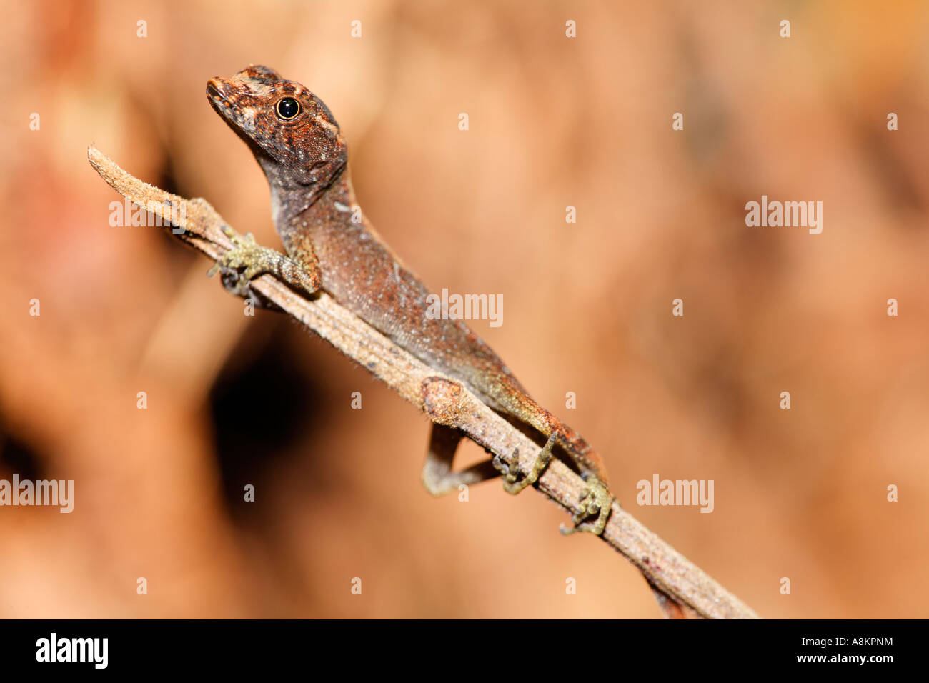 Lizard, Costa Rica Stock Photo - Alamy