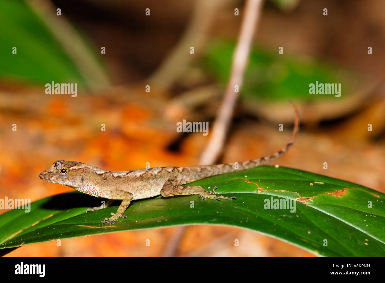 Reptil of costa rica hi-res stock photography and images - Alamy