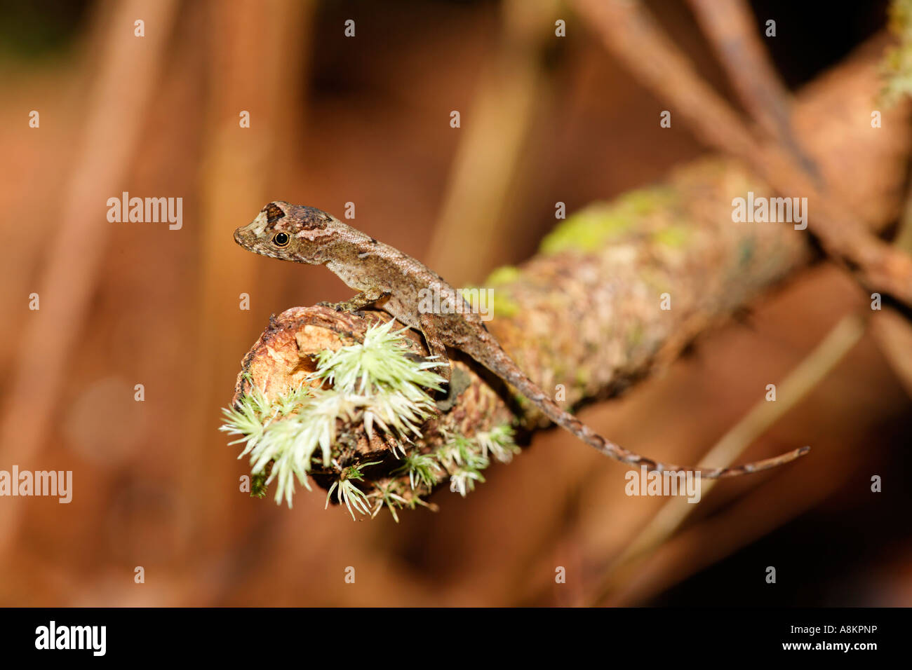 Lizard, Costa Rica Stock Photo - Alamy