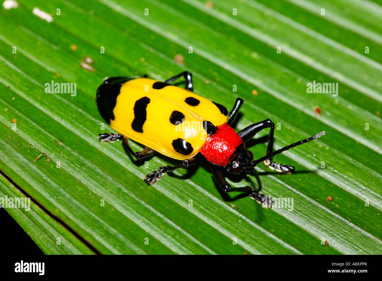 Beetle, Costa Rica Stock Photo - Alamy