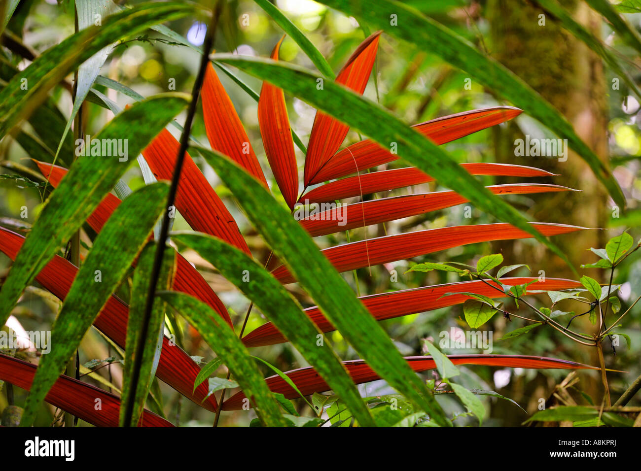 Palm leaves, rainforest in Maquenque National Park, Costa Rica Stock ...