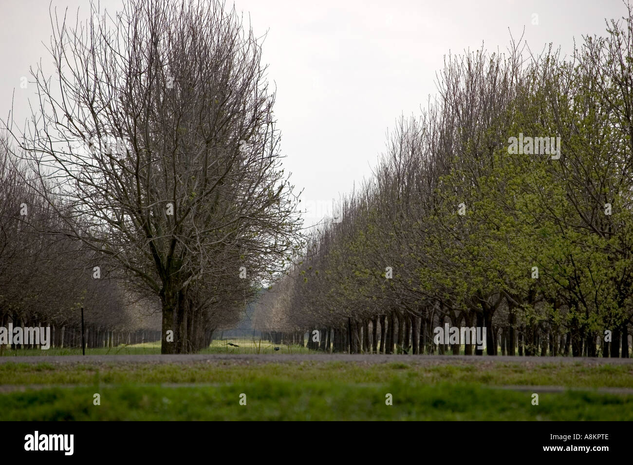 Pecan industry hi-res stock photography and images - Alamy