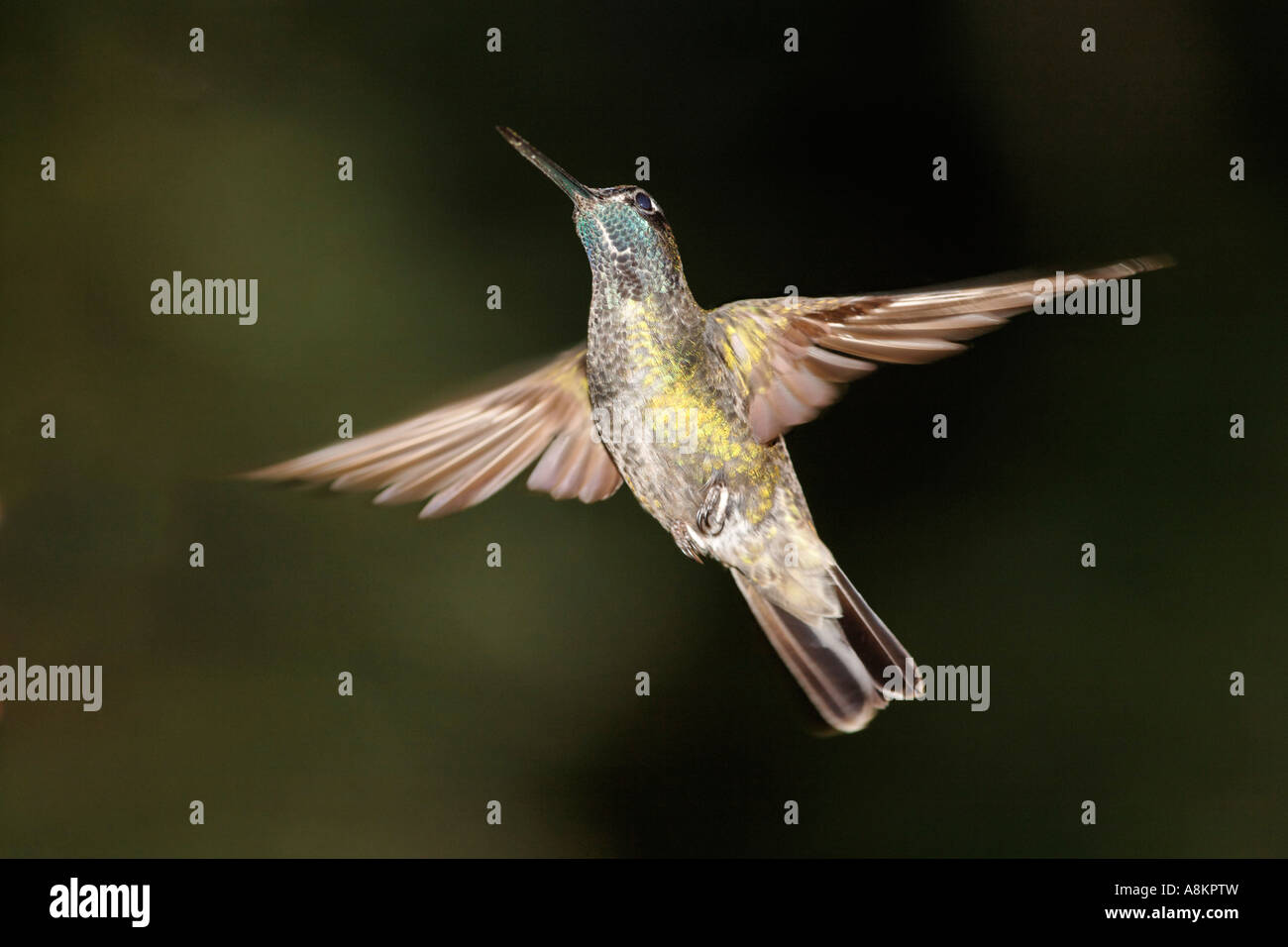 Hummingbird, Costa Rica Stock Photo - Alamy