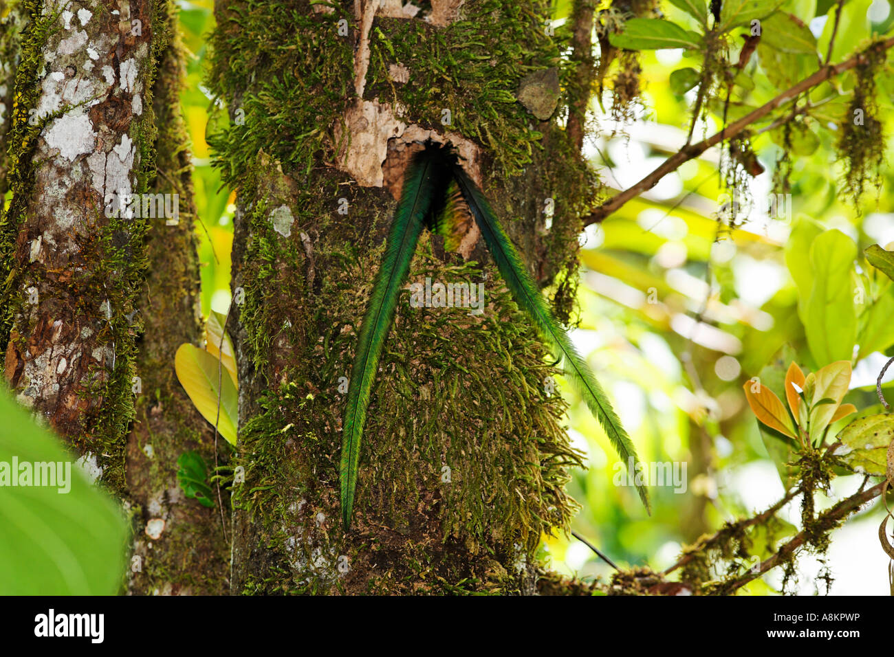 Tail feathers of Resplendent Quetzal (Pharomachrus mocinno), male in ...