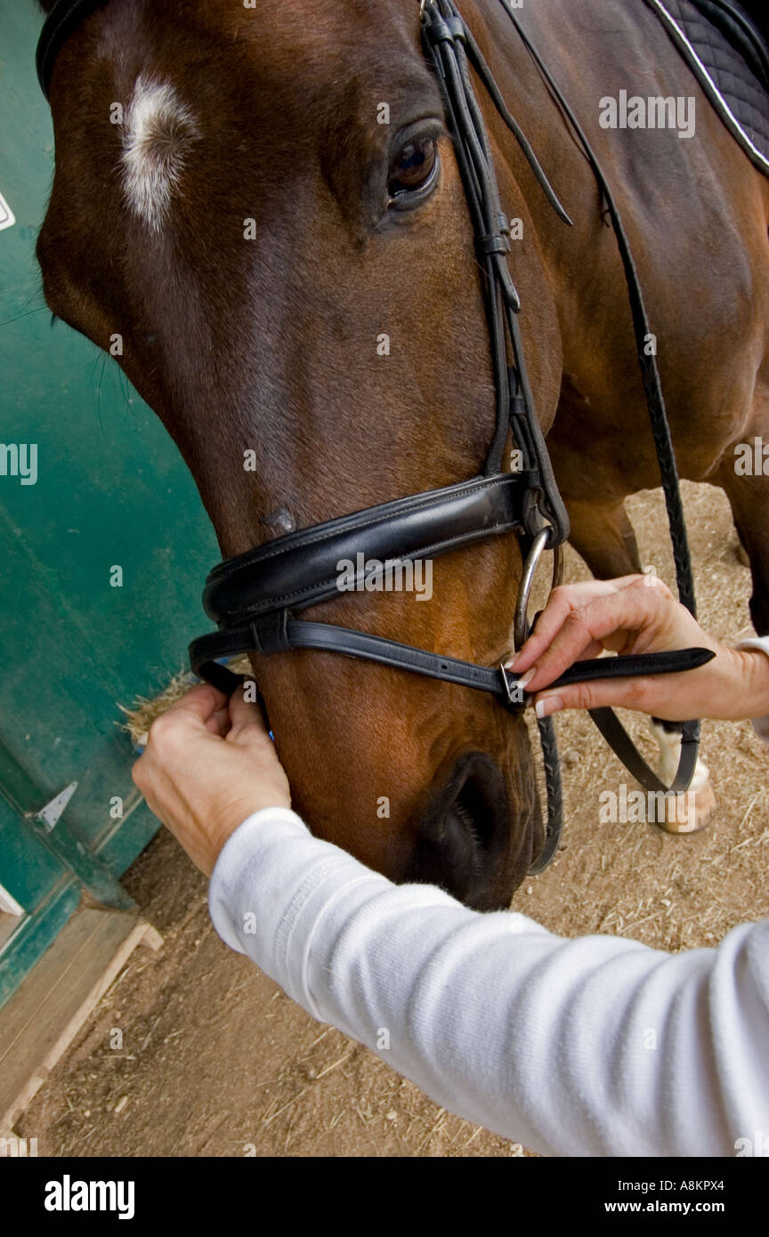 Horse head being bridled Stock Photo - Alamy