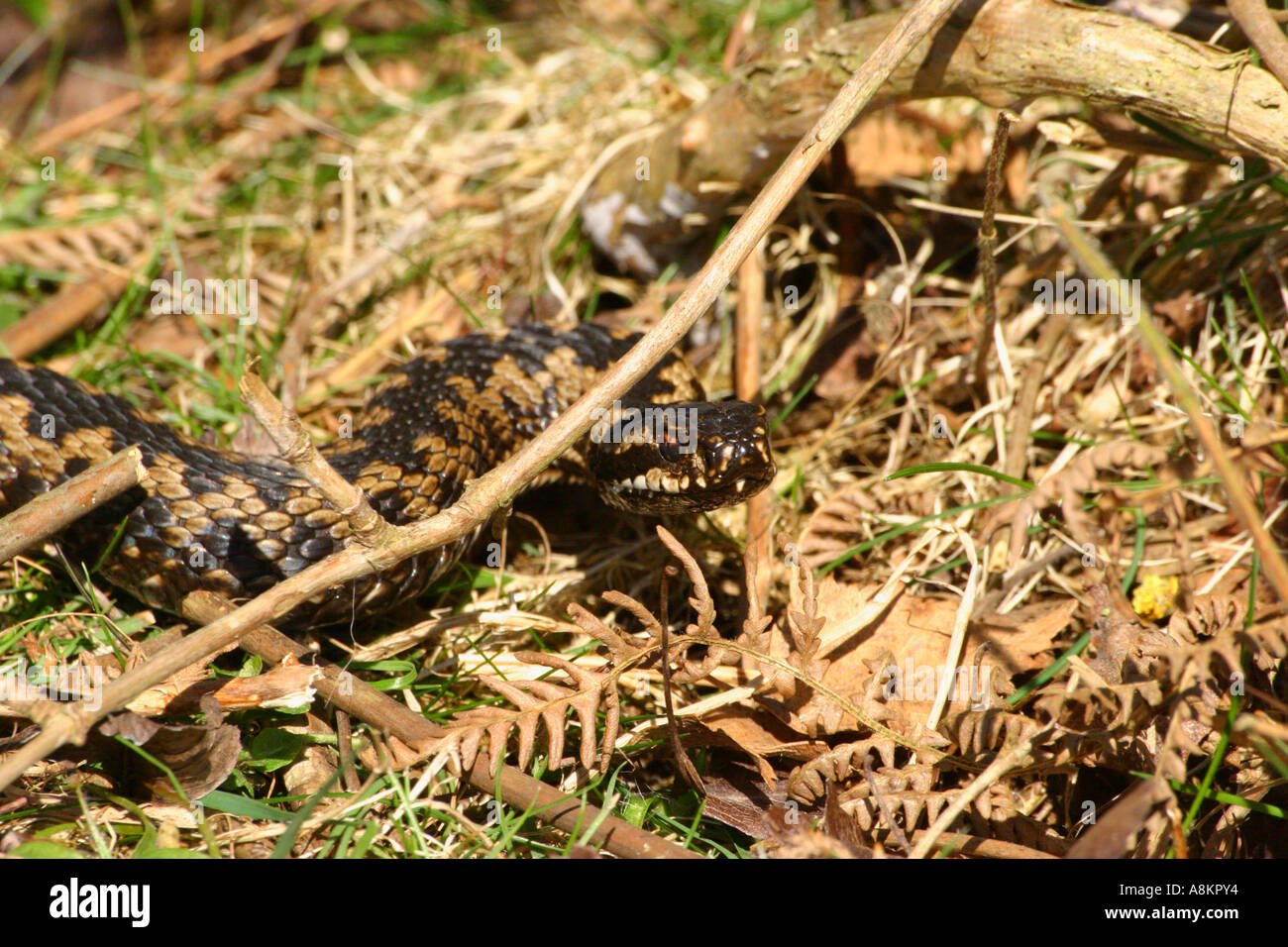 Adder scotland hi-res stock photography and images - Alamy