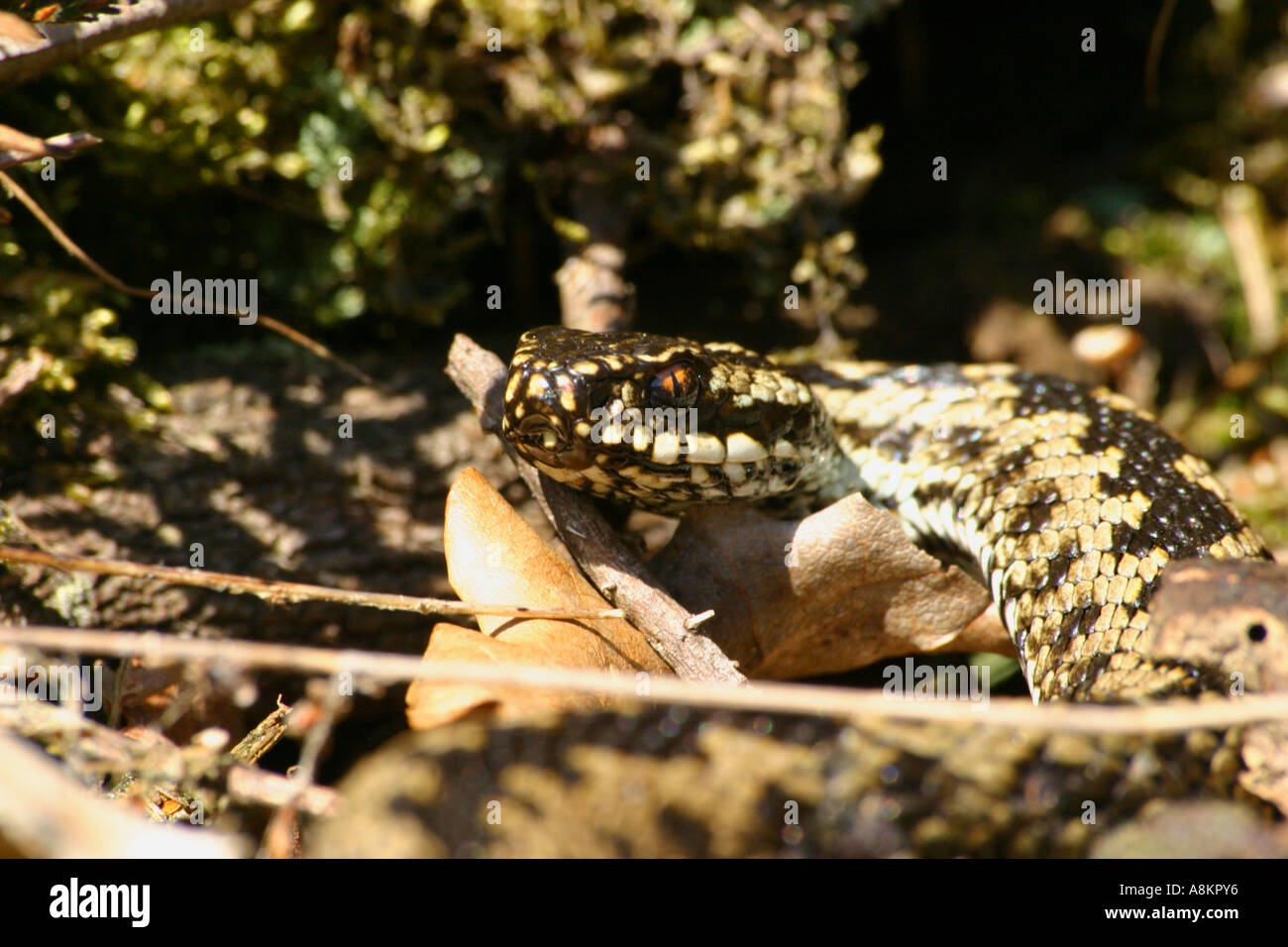 Adder scotland hi-res stock photography and images - Alamy