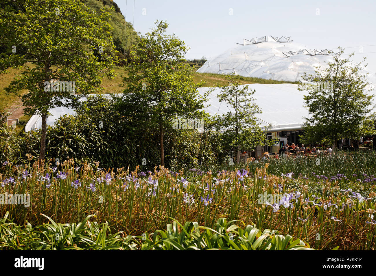 Garden Flowers At The Eden Project Cornwall UK Stock Photo - Alamy