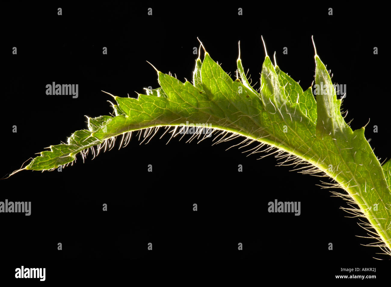 Corn poppy papaver rhoesas hi-res stock photography and images - Alamy