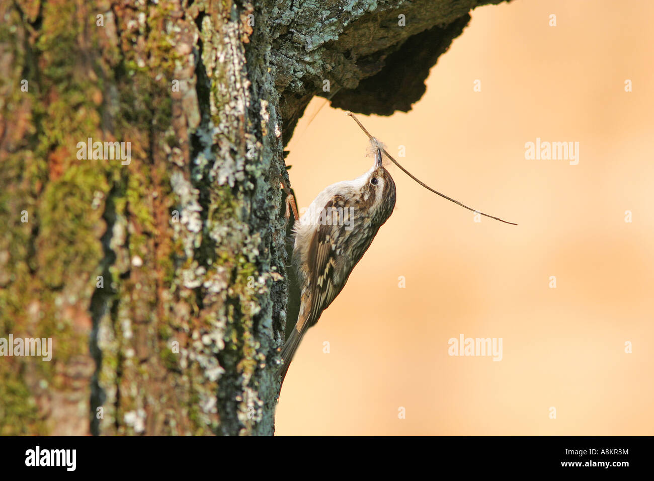 Short toed Treecreeper (Certhia brachydactyla) with nest material Stock ...