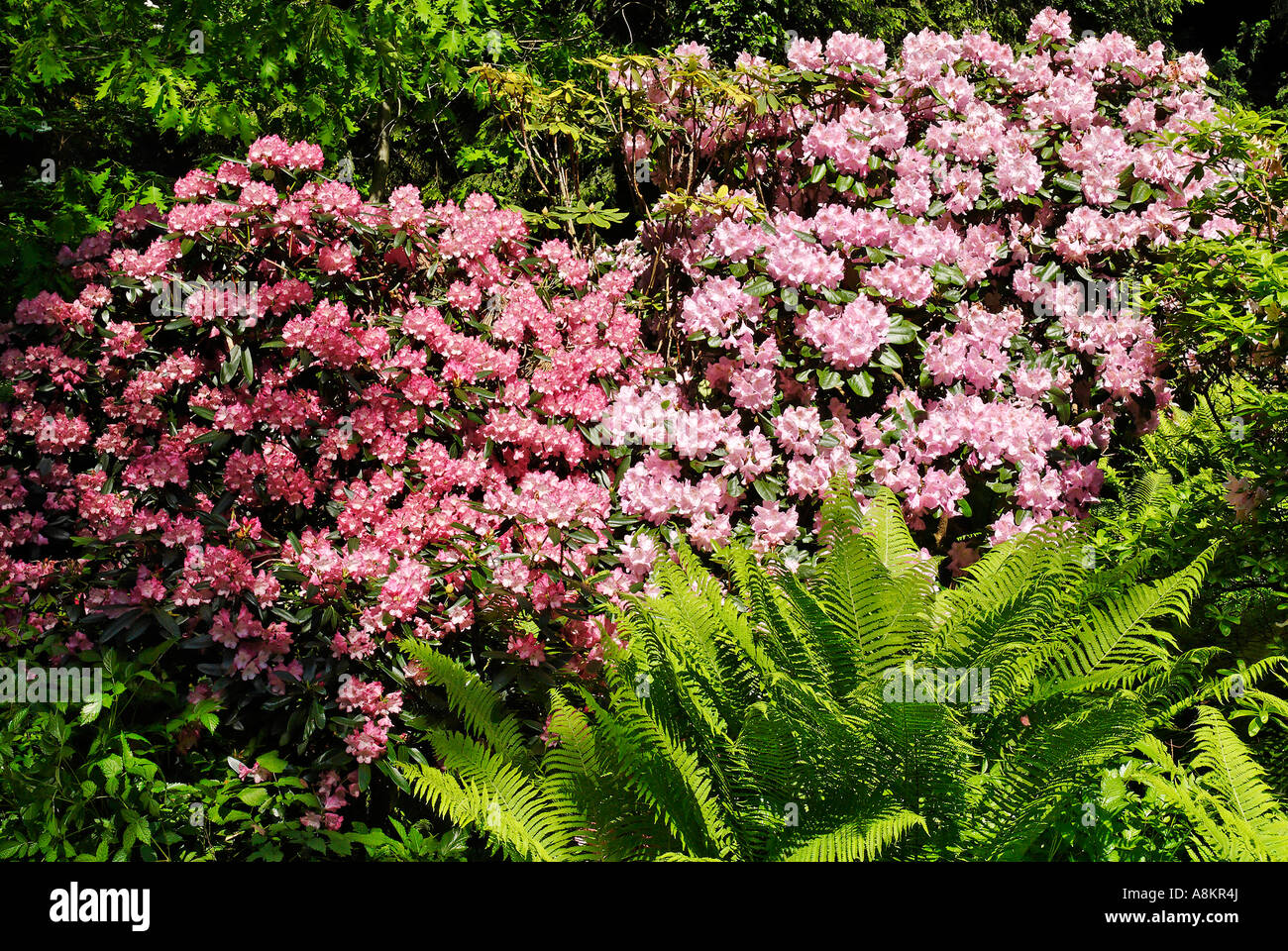 Rhododendron Strauch High Resolution Stock Photography and Images - Alamy