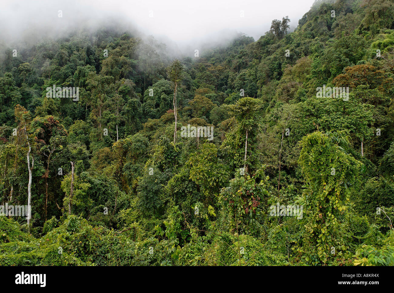 Rainforest in Kachin State, Myanmar Stock Photo - Alamy