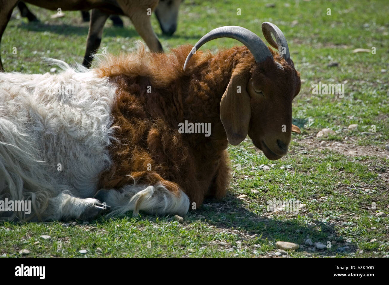 Sheep at rest hi-res stock photography and images - Alamy