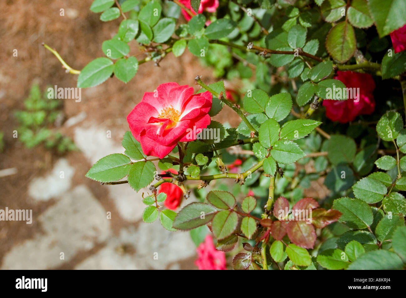 Rock rose plant hi-res stock photography and images - Alamy