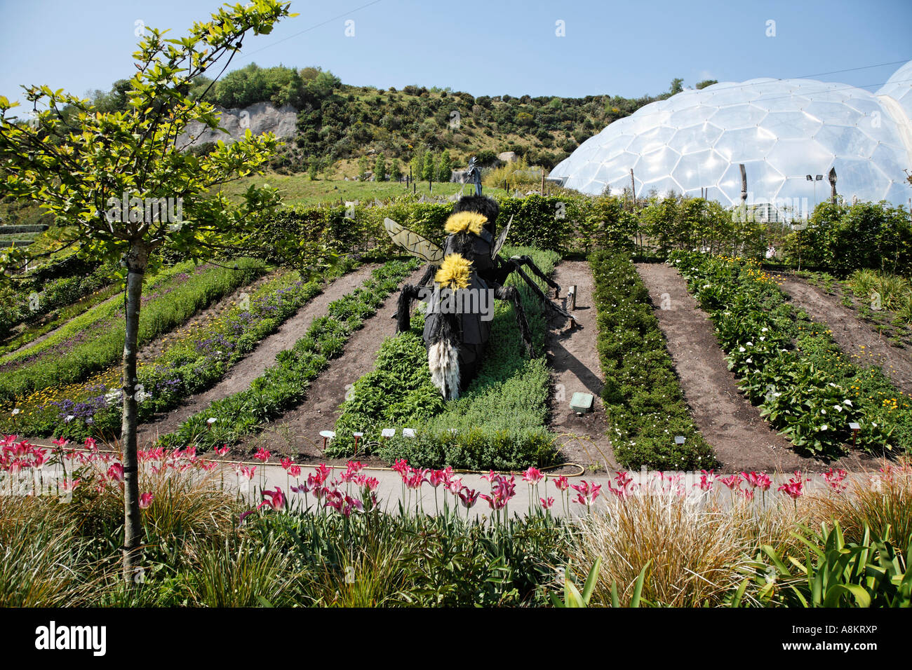 Giant Wasp And Dome At The Eden Project Cornwal U.K. Europe Stock Photo ...