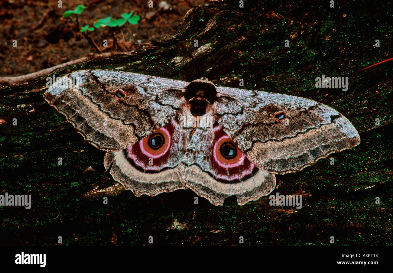 Speckled emperor moth hi-res stock photography and images - Alamy
