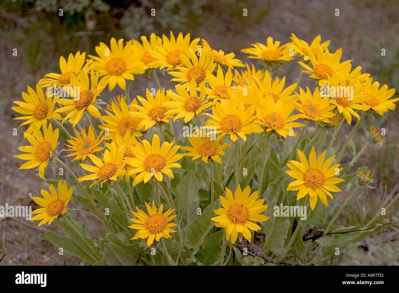 Arrowleaf Balsam Root Flowers Stock Photo - Alamy